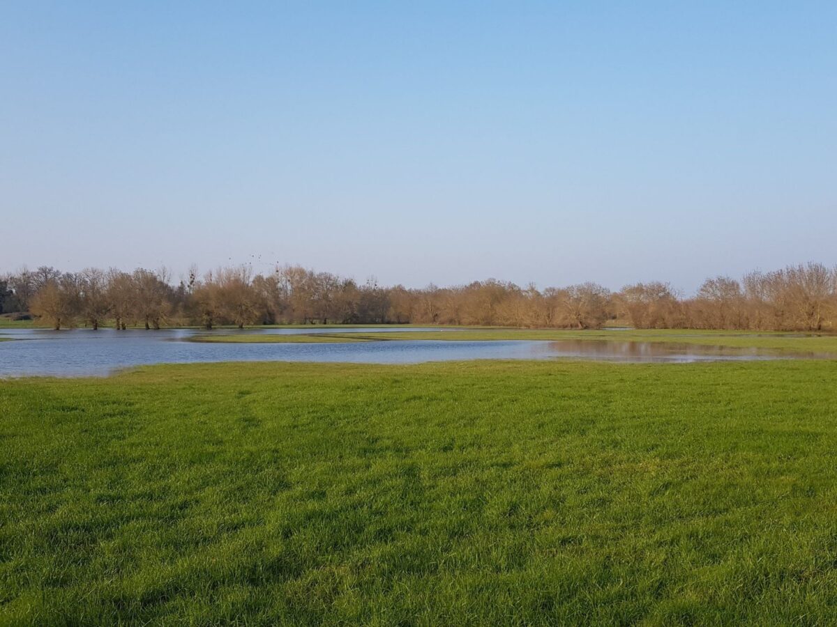 Les fonctions des zones humides