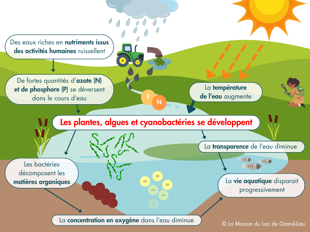 L’eutrophisation du lac de Grand-Lieu